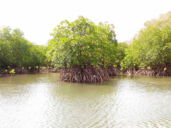 Guimaras: the island that fits your taste