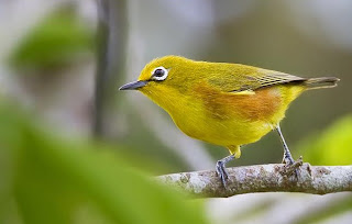 Bird Photos and Information