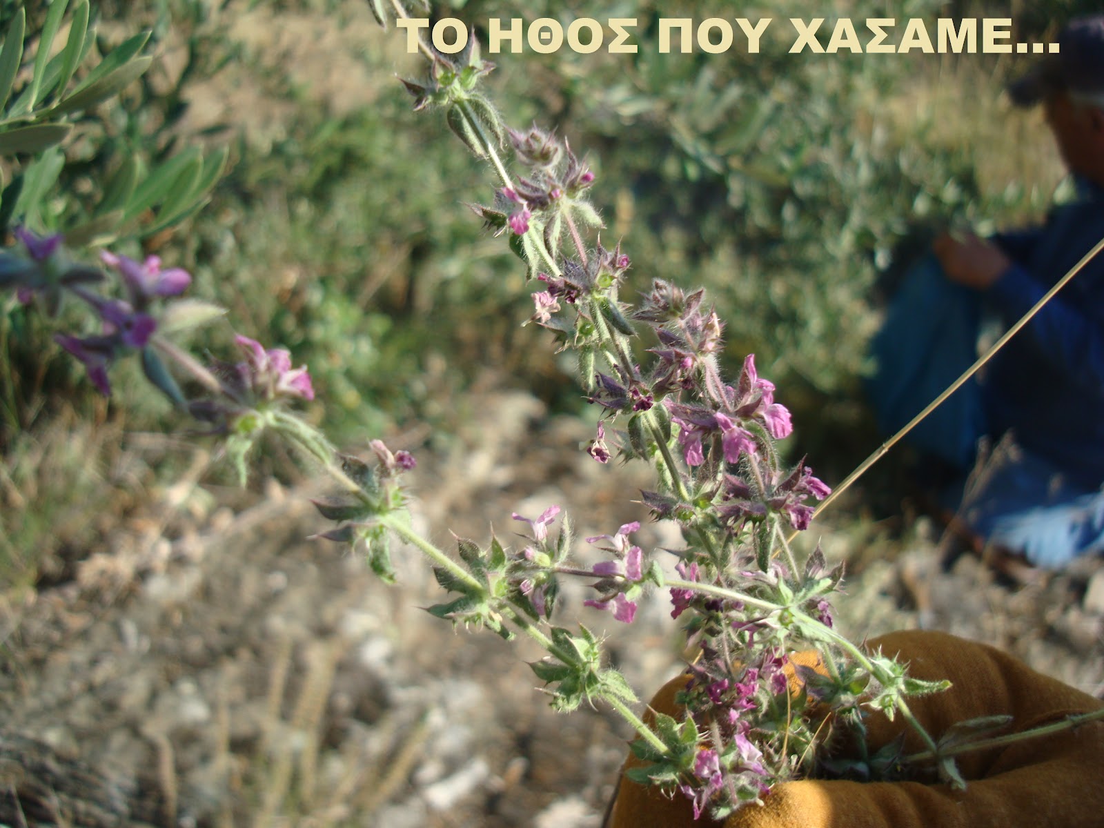 TΟ ΗΘΟΣ ΠΟΥ ΧΑΣΑΜΕ...: Βραστάρια...