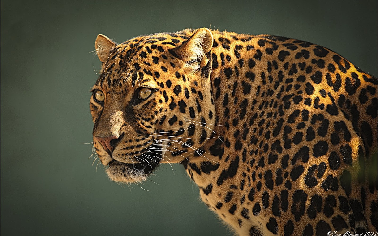 Leopardo - Fondos de Pantalla HD - Wallpapers HD