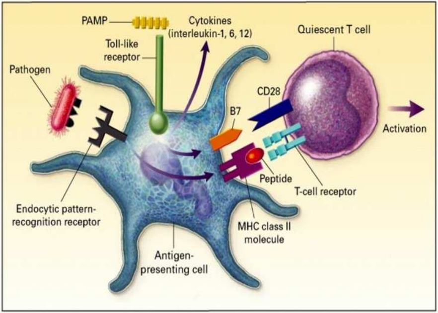 Les Cellules Endocervicales Ou Cellules Cylindriques - Passeportsanté ...