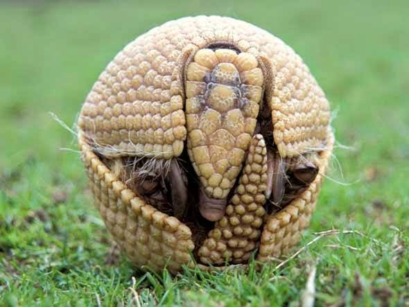 Escola Municipal Benjamin Constant: Tatu bola - Copa do Mundo