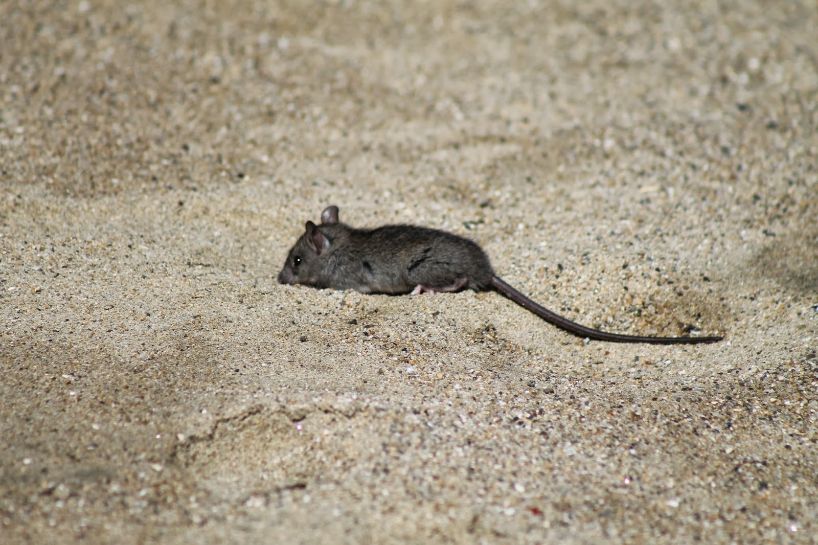 INVENTARIO DE ESPECIES EN EL SECTOR EL PASTILLO ISABELA, PUERTO RICO ...