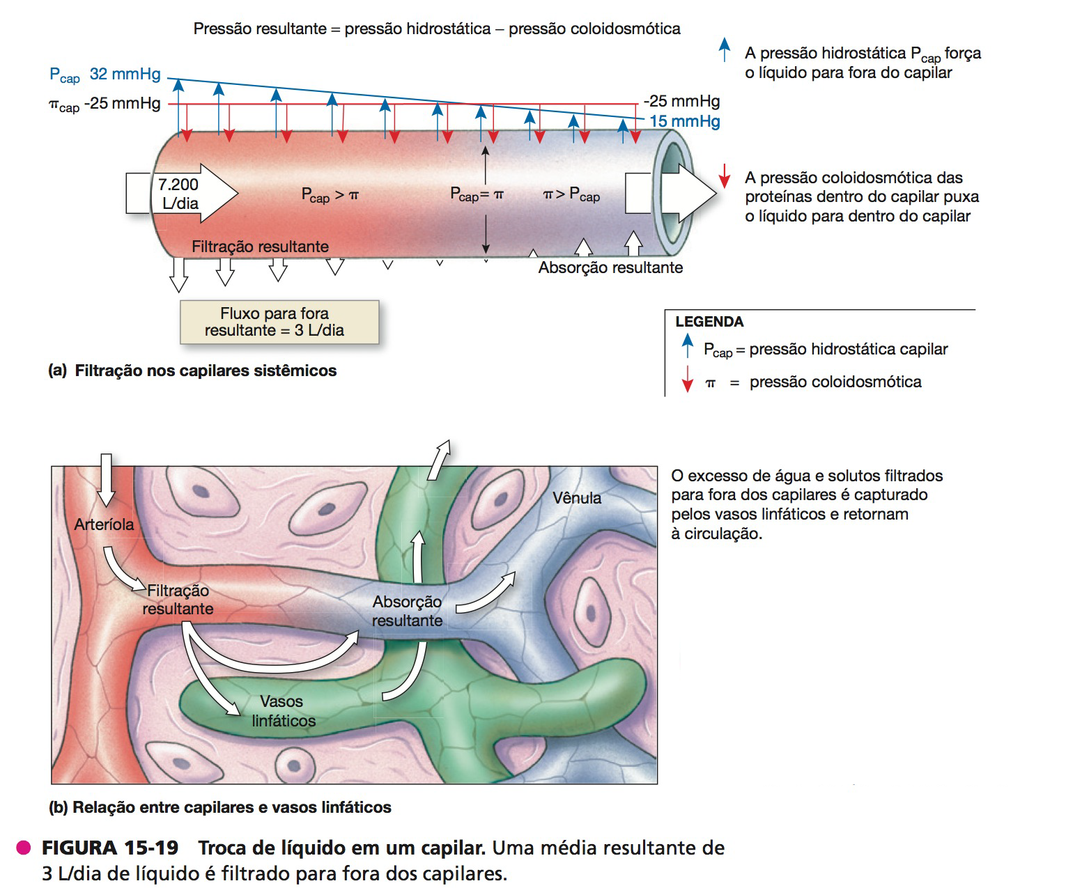 Troca de líquido em um capilar