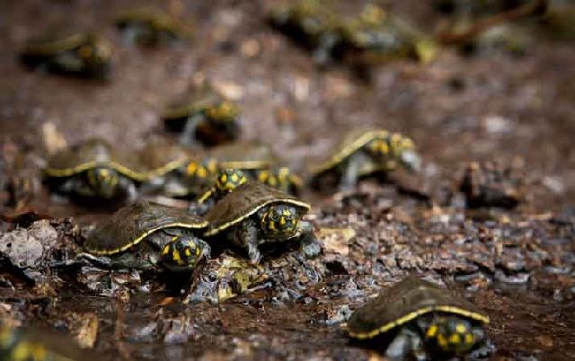 Cara Budidaya Labi Labi Dengan Pakan Alami Untuk Pemula - cara ...