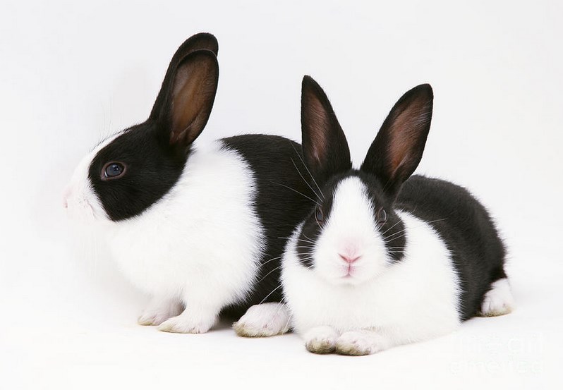 Jenis Jenis Kelinci Hias dan Peliharaan - Memelihara Kelinci