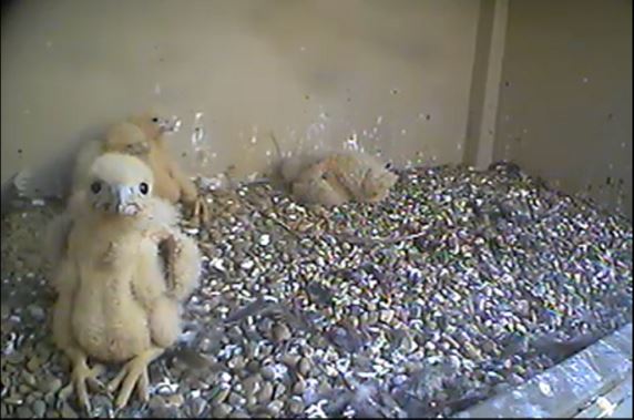 Columbus Peregrine Falcon Update: Eat, Sleep, Eat, Sleep, and Now Mobility!