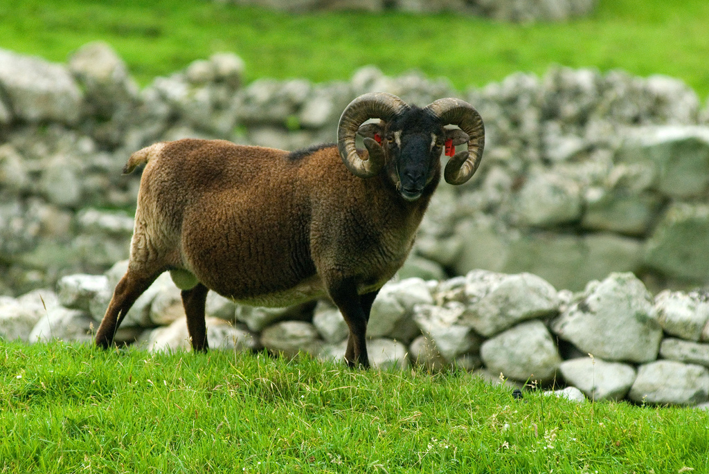 Sheep | The Biggest Animals Kingdom