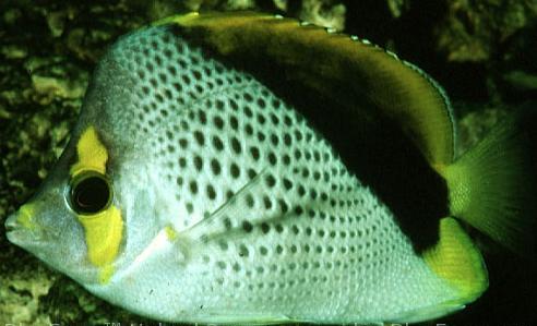 D' Ocean Aquarium: Ikan Kepe kepe (Butterfly Fish)