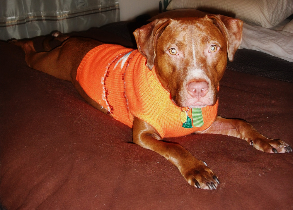 Pit Bull Frogs: Pit Bull Frog Photos