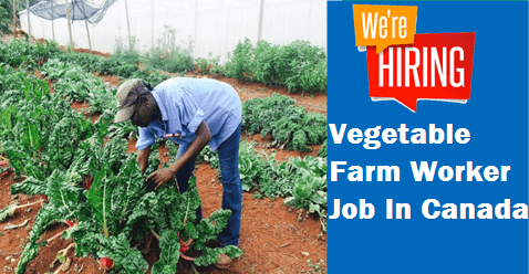 Vegetable Farm Worker Job In Canada