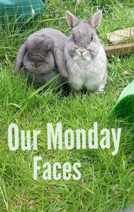 Rabbit Ramblings: 2017