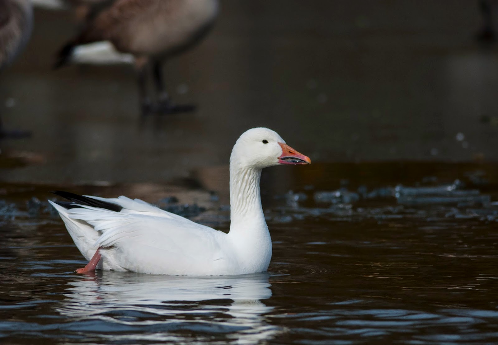 Explorations of an Ecologist: juvenile Ross's x Snow Goose - North Bay