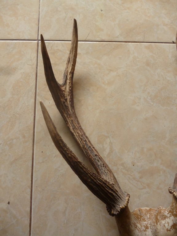 Tanduk Rusa Antik Langka -Z147 | Keris Pusaka