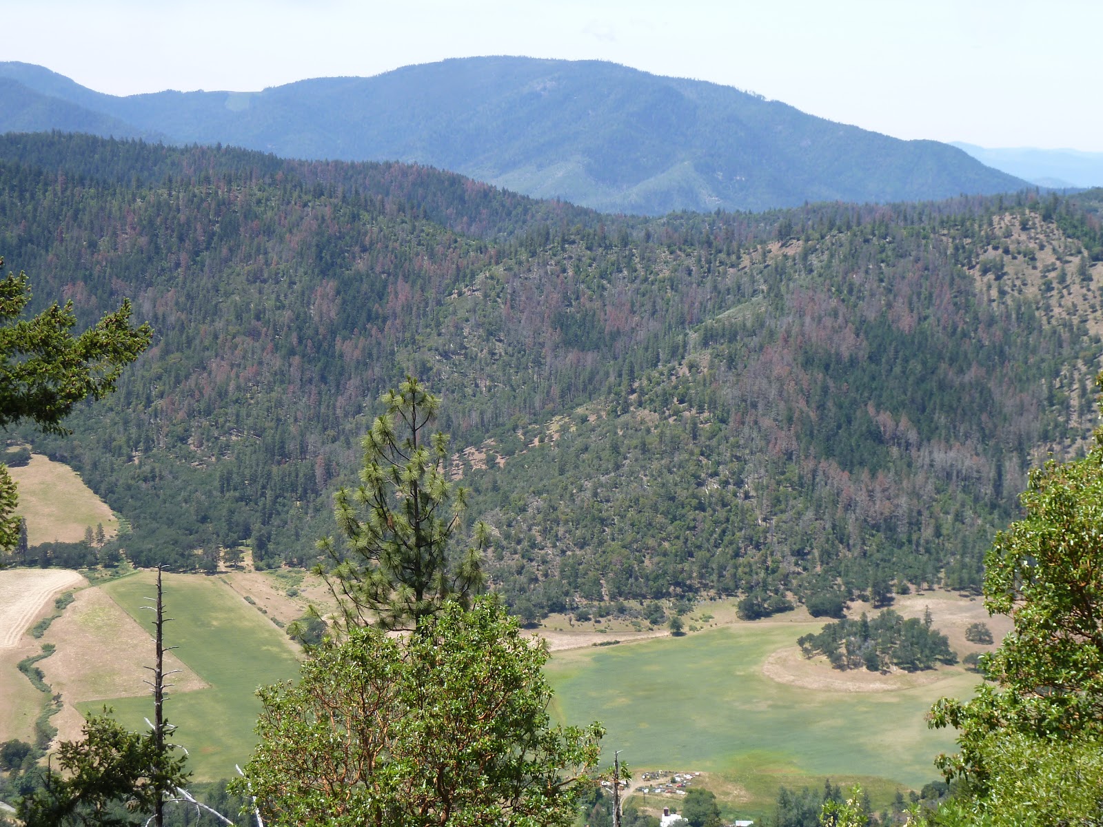 The Siskiyou Crest : Bark Beetles, Timber & the BLM in the Applegate Valley