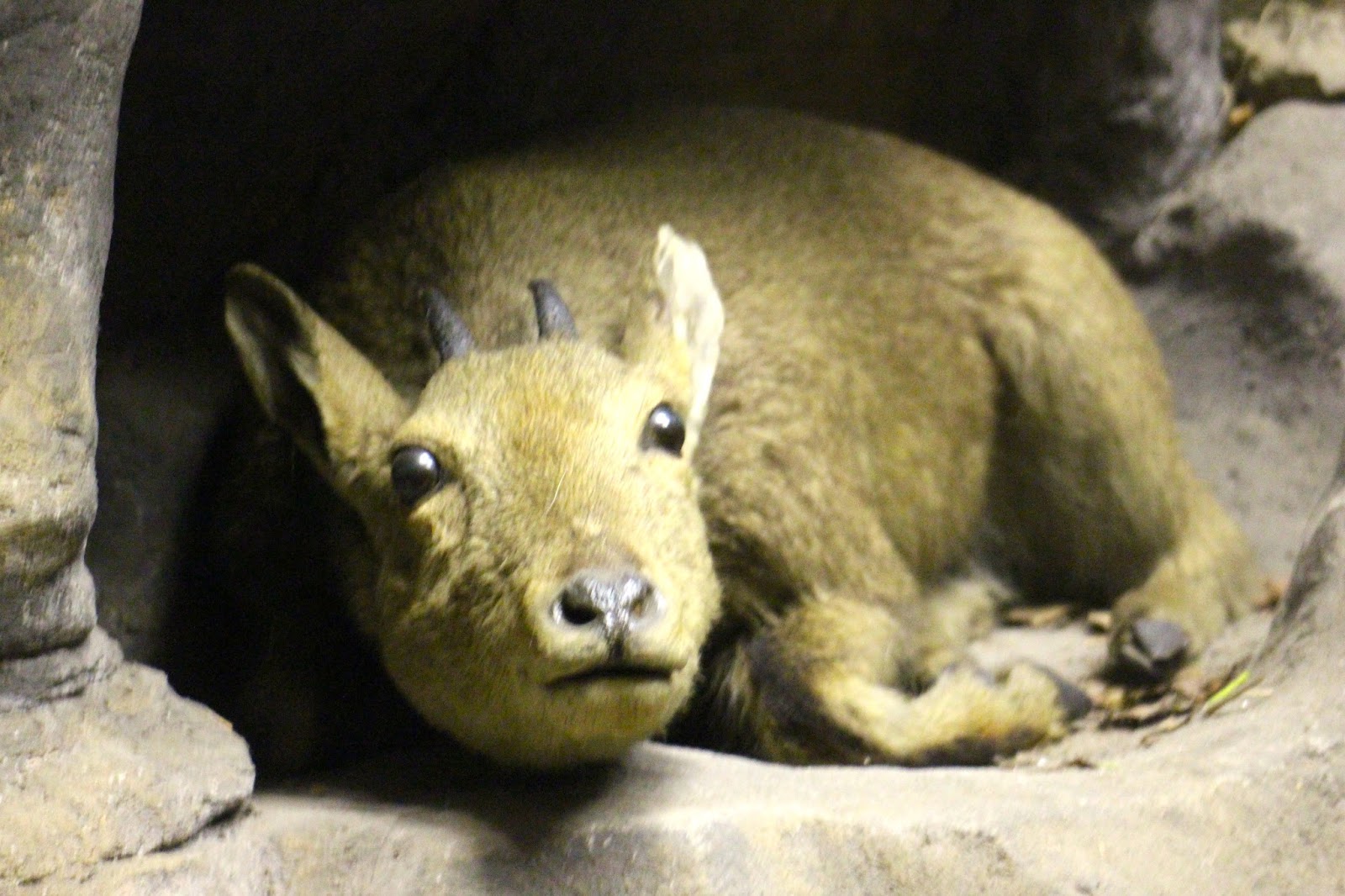 Miscriant: Quex Park, The Cotton-Powell Museum