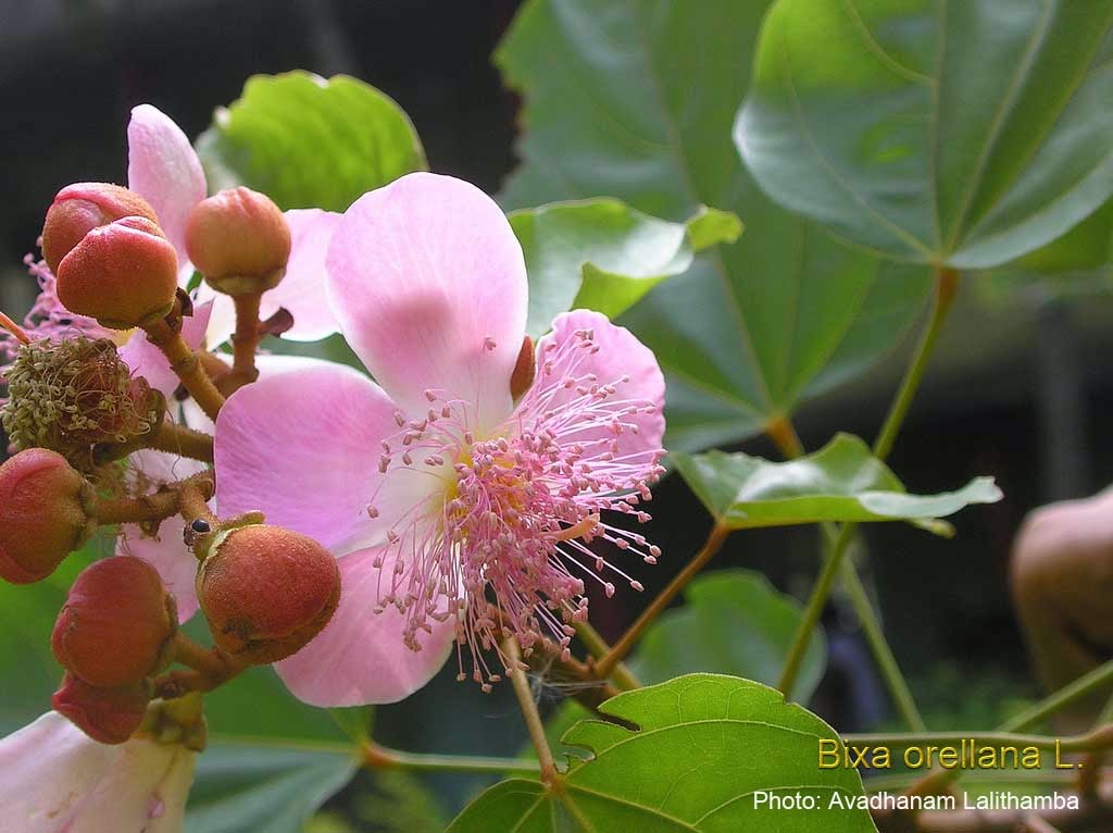 Medicinal Plants: Bixa orellana