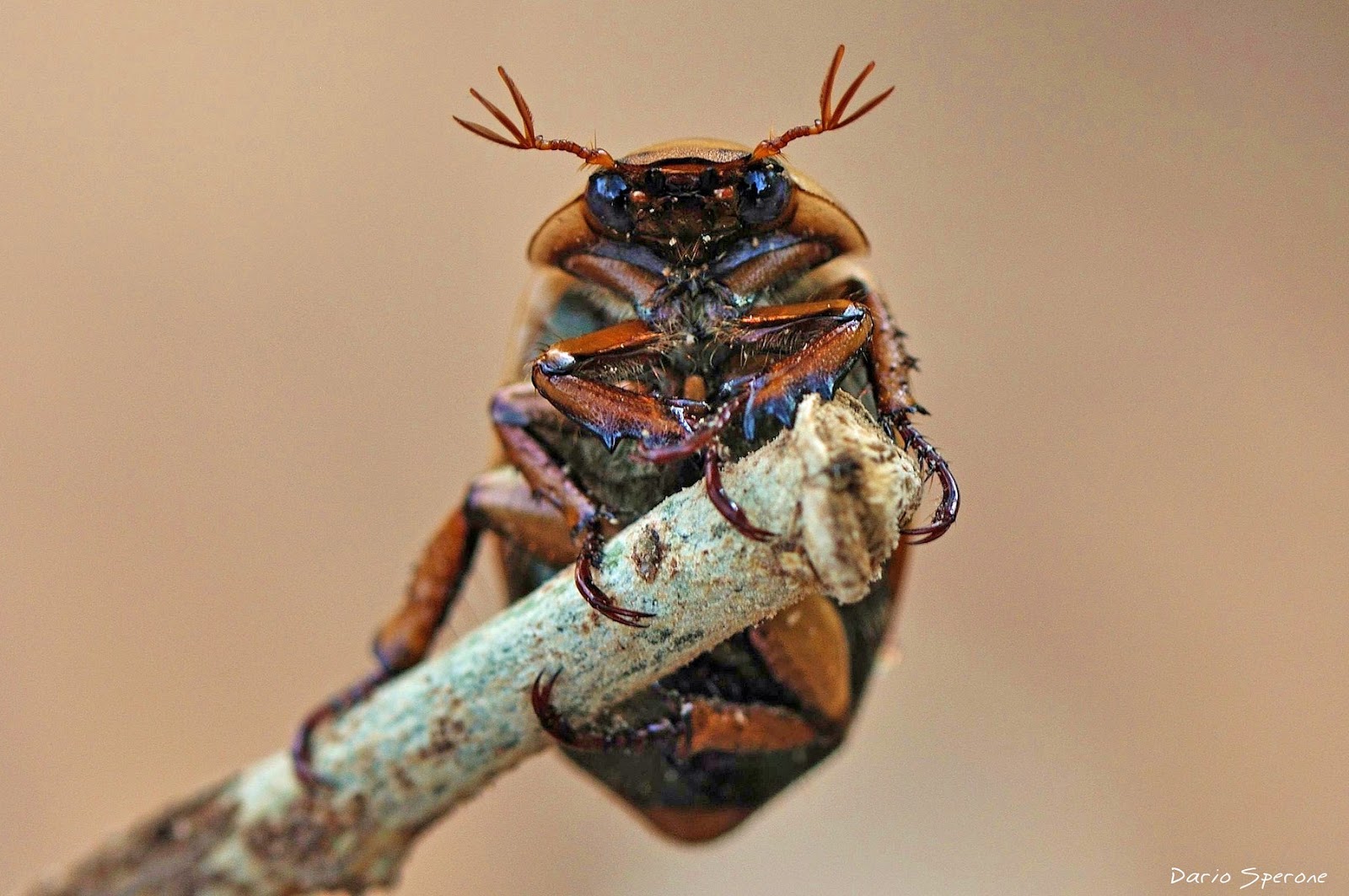 Dario Sperone Photographer: Insetti ★ insect