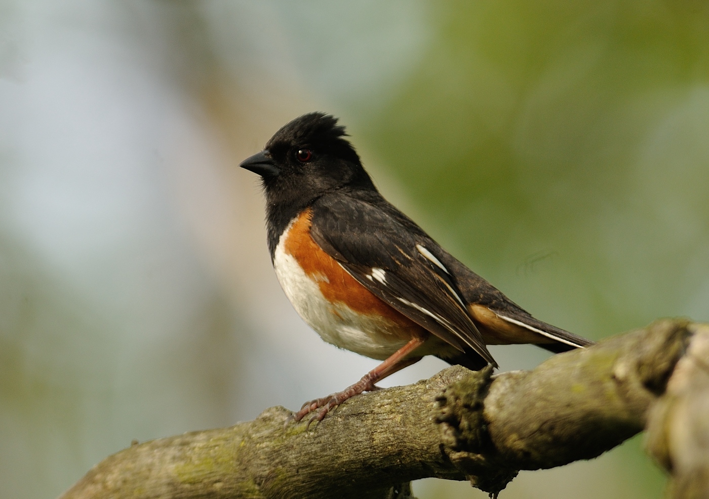 Steve Rogers birding: Ontario and Point Pelee Trip Report