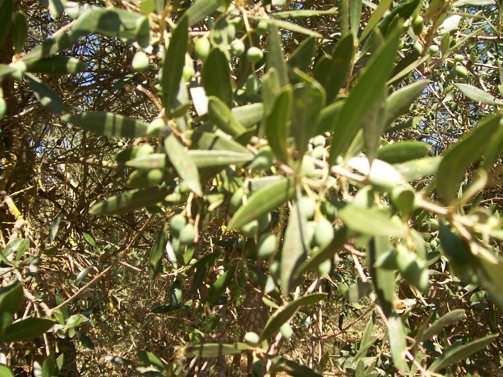 Κρητικό Λάδι Φυσικής Καλλιέργειας: Ο ΔΡΟΜΟΣ ΤΟΥ ΕΛΑΙΟΛΑΔΟΥ ΑΠΟ ΤΟ ...