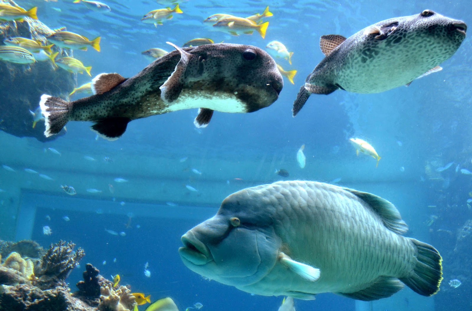 Supercords: Okinawa: Saturday