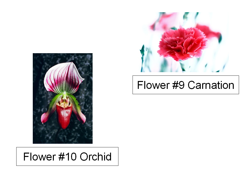 Wildflower Bouquets – Enjoy Simple Pleasures: Katrena's Indoor ...