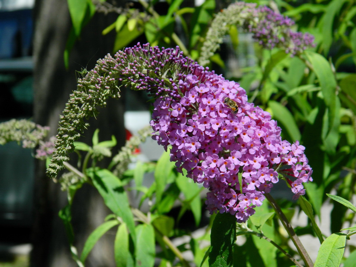 LA MULTI ANI, ROMANIA!: Liliac inflorit tarziu
