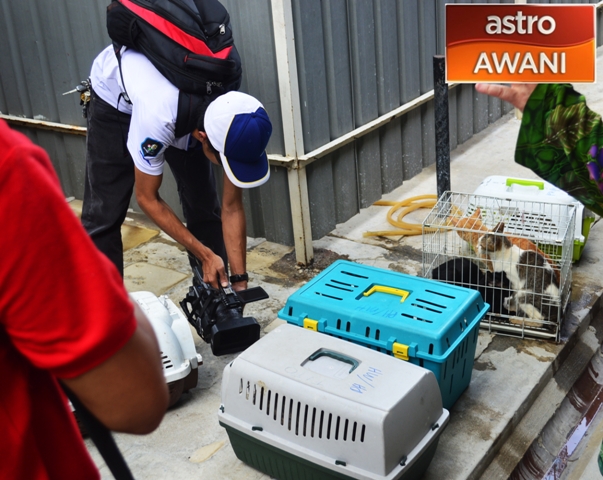 Ikuti Kisah Nasib Si Comel Yang Disuntik Mati di Astro AWANI 501