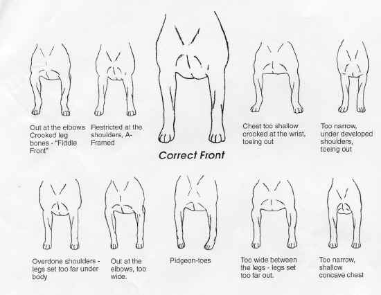 American Staffordshire Terrier: Breed Standard