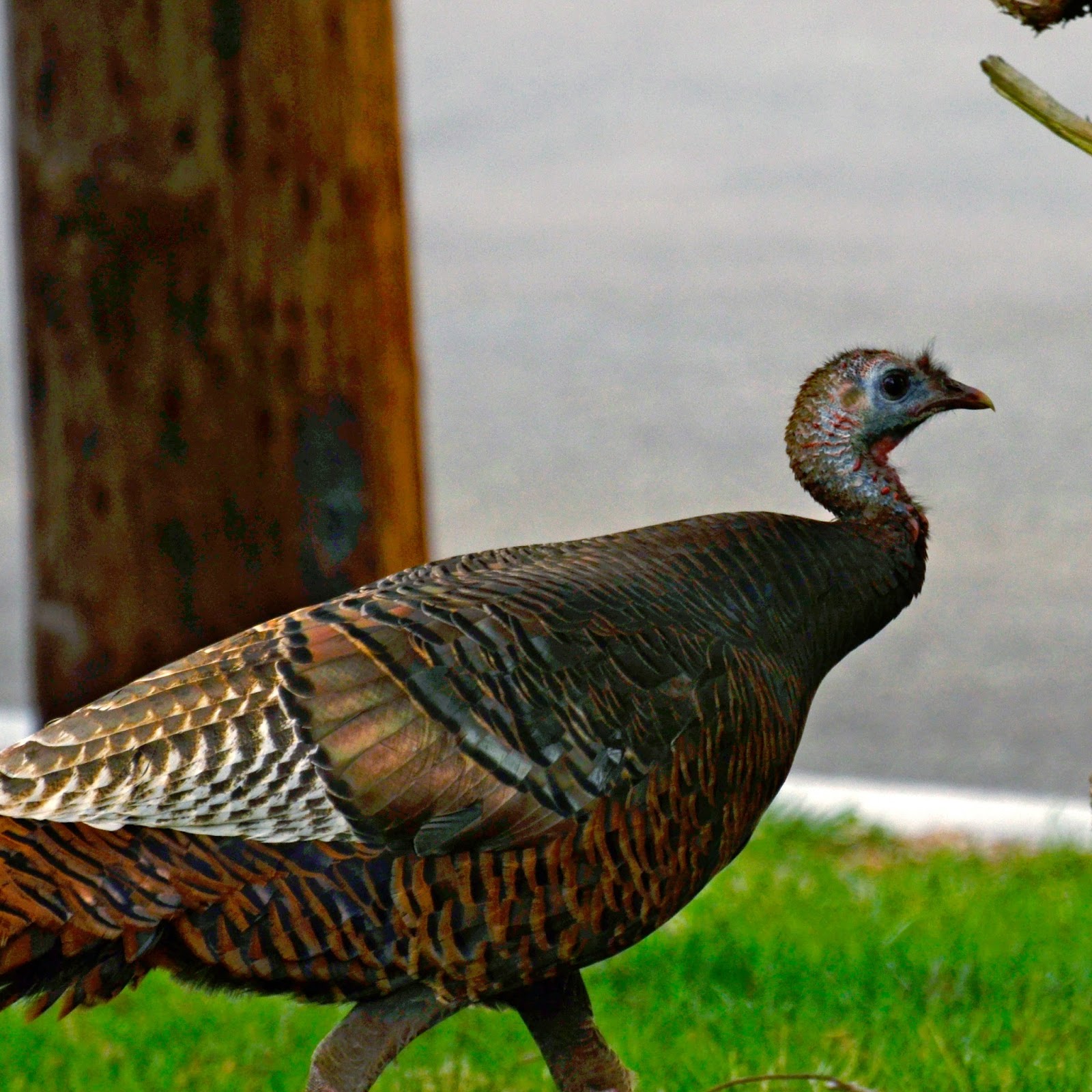 The Nature of Framingham: Turkey in the hood!