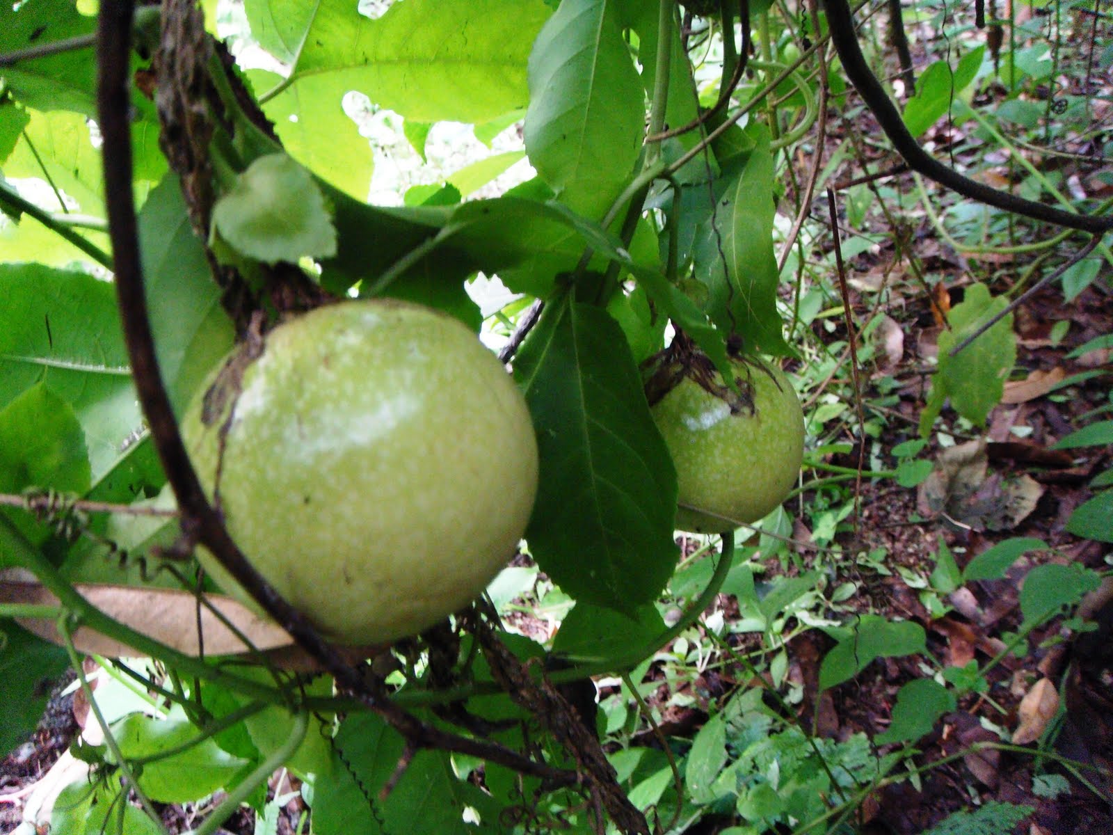 SUATENG-Eco Farm: Passion fruit or is also known as Markisa.