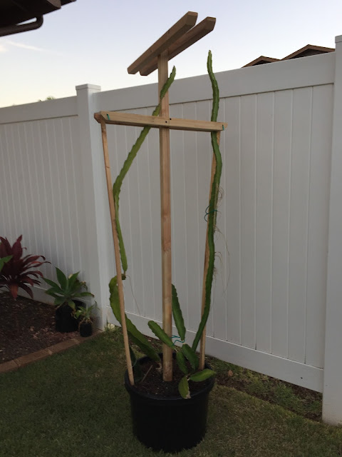 The Succulents and Pottery Compulsion: Dragon Fruit Trellis Completed