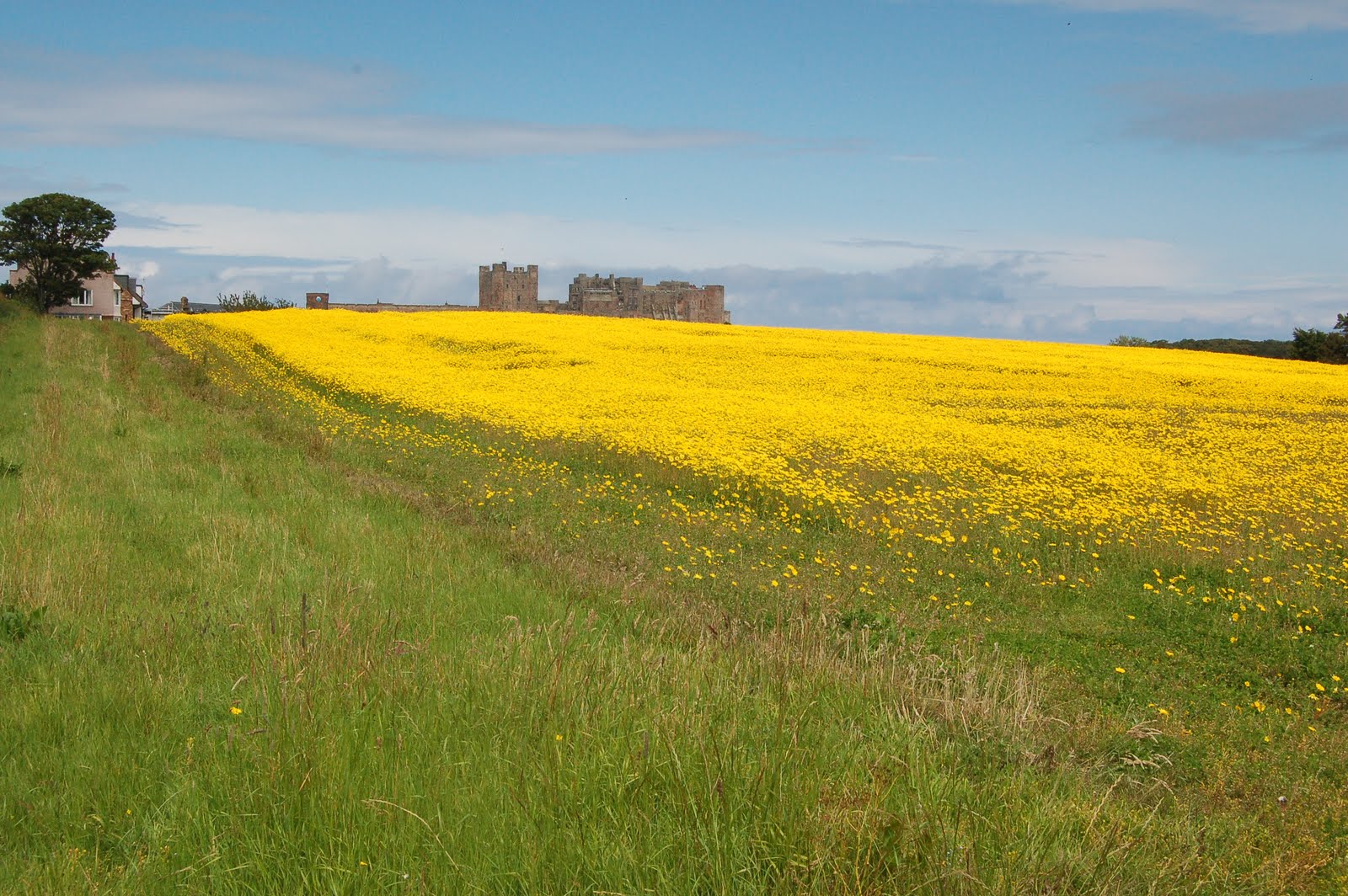 Ptyxis Ecology - Our Botany Blog