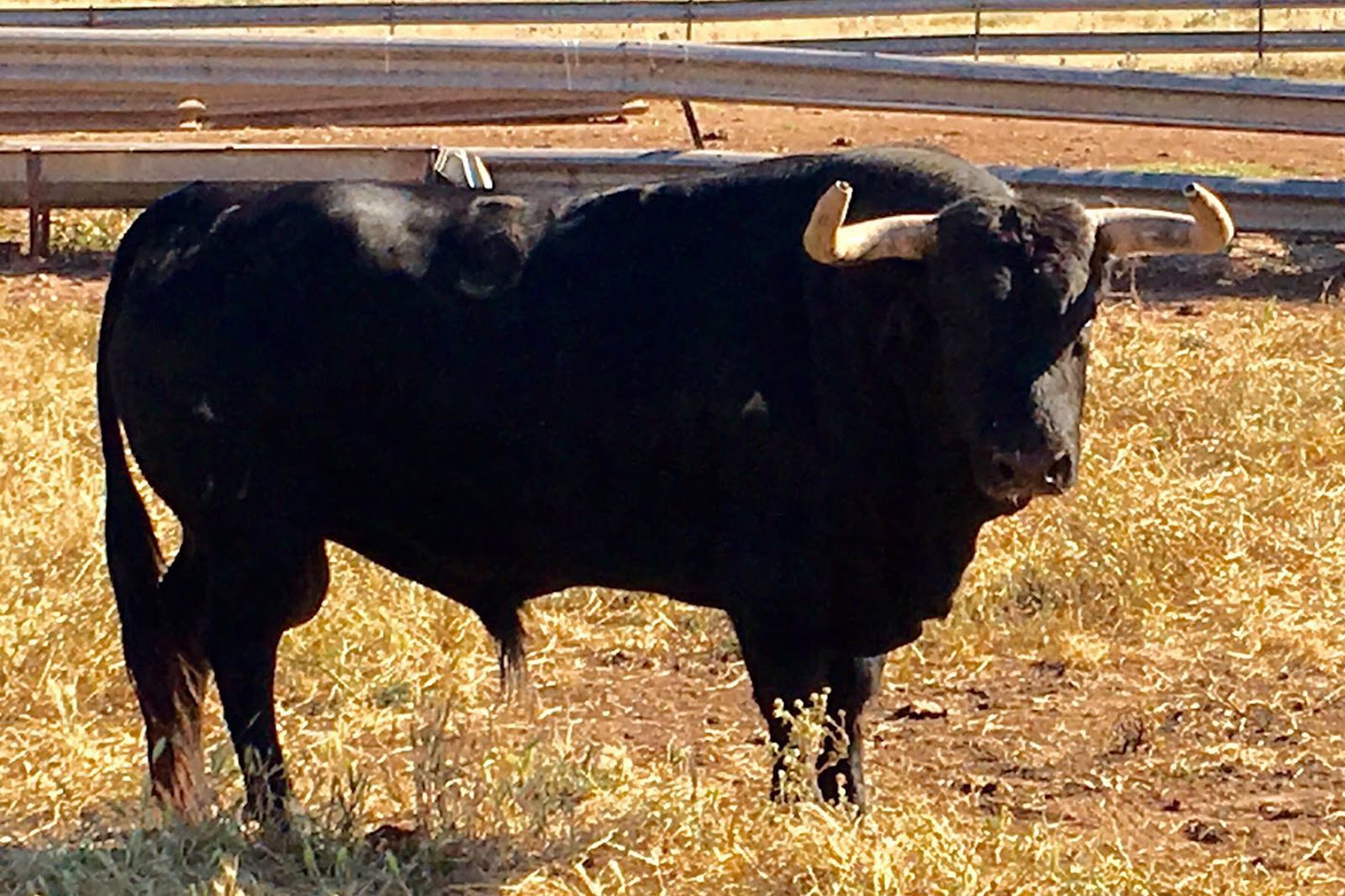 feriataurina.es: LOS TOROS DE MAÑANA EN TARAZONA DE LA MANCHA CON ...