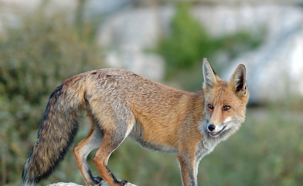 LA CAZA ,APUNTES DE CAZADOR: EL ZORRO