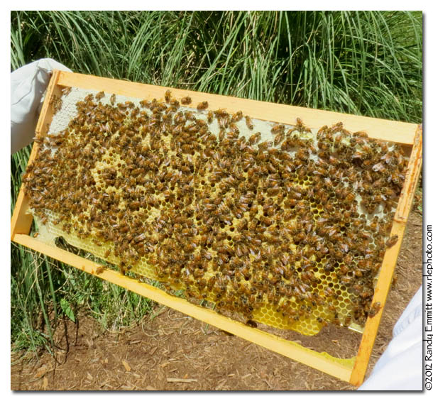 Randy & Meg's Garden Paradise: OCBA/ACBA joint beekeepers field day