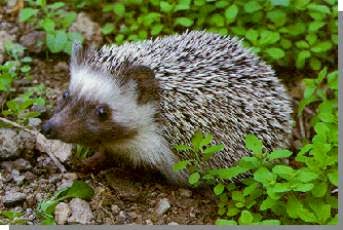 THE VIEW FROM FEZ: August 2014