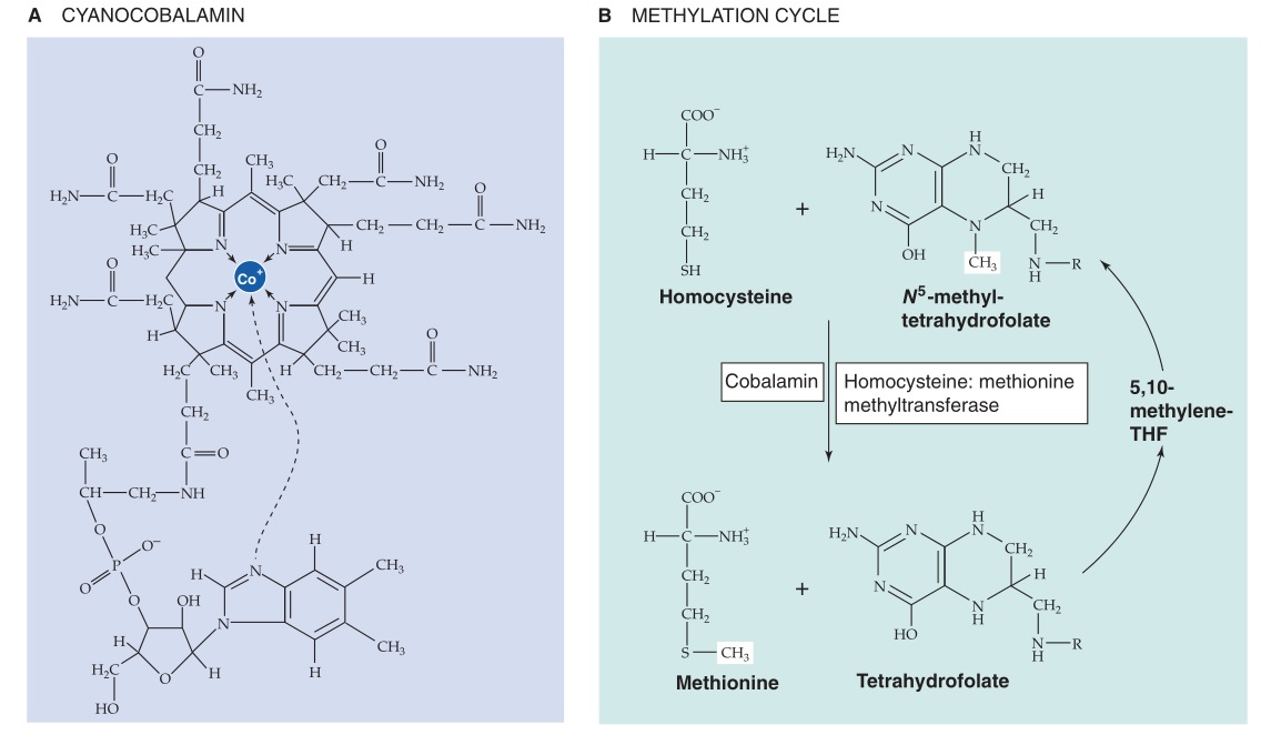 Hospital Student: Vitamin B12(Cobalamin) Absorption