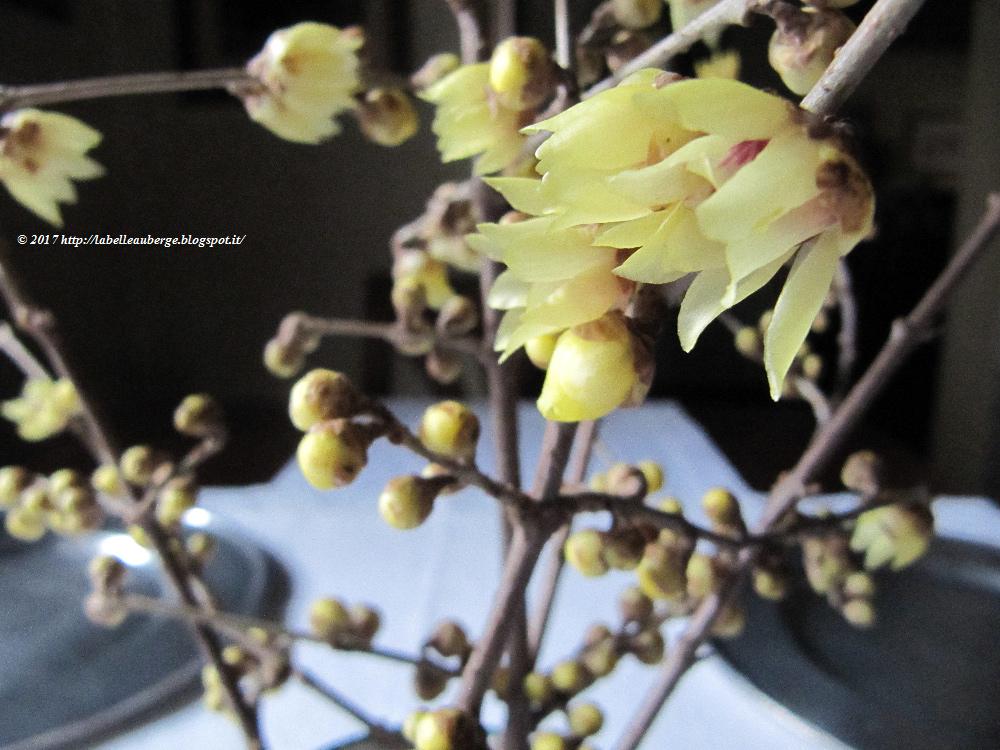 La Belle Auberge: Calicanto: il fiore dell'inverno