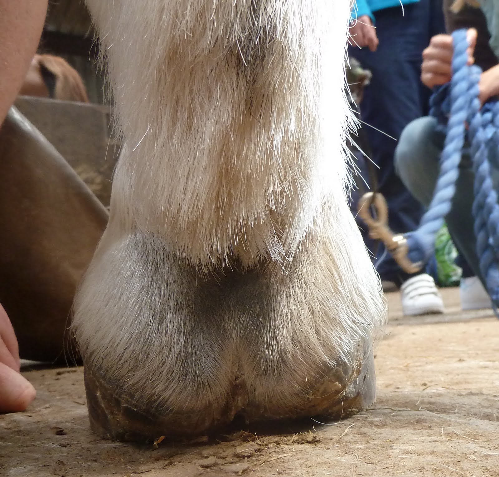 Rockley Farm: The horse with the wedges - continued!