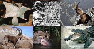 15 Exotic Animals That Exist In Pakistan | Shahzad