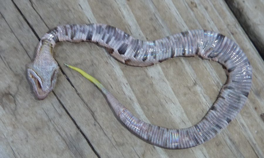 Springfield Plateau: Juvenile Copperhead