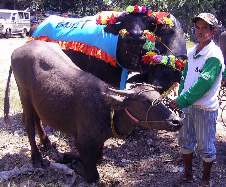 Filipino Way: Pulilan Kalabaw Festival