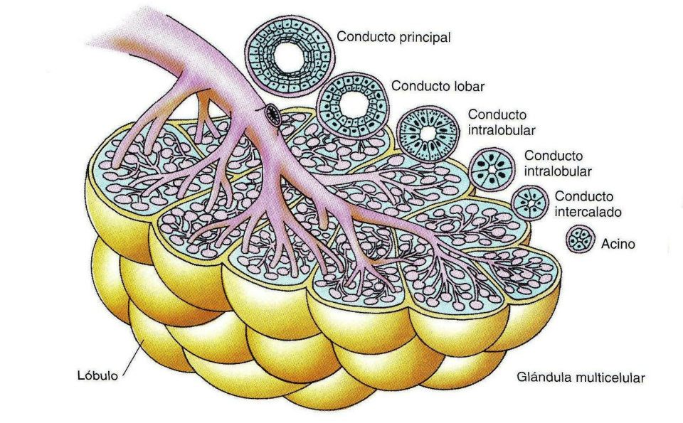 Plantão Médico: HISTOLOGÍA TEJIDO EPITELIAL DE REVESTIMIENTO Y GLANDULAR