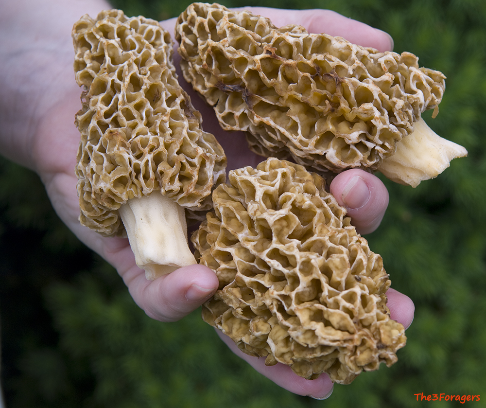 The 3 Foragers: Foraging for Wild, Natural, Organic Food: Connecticut ...