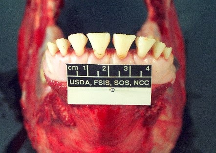 Dairy Farming: Using Dentition to Age Cattle