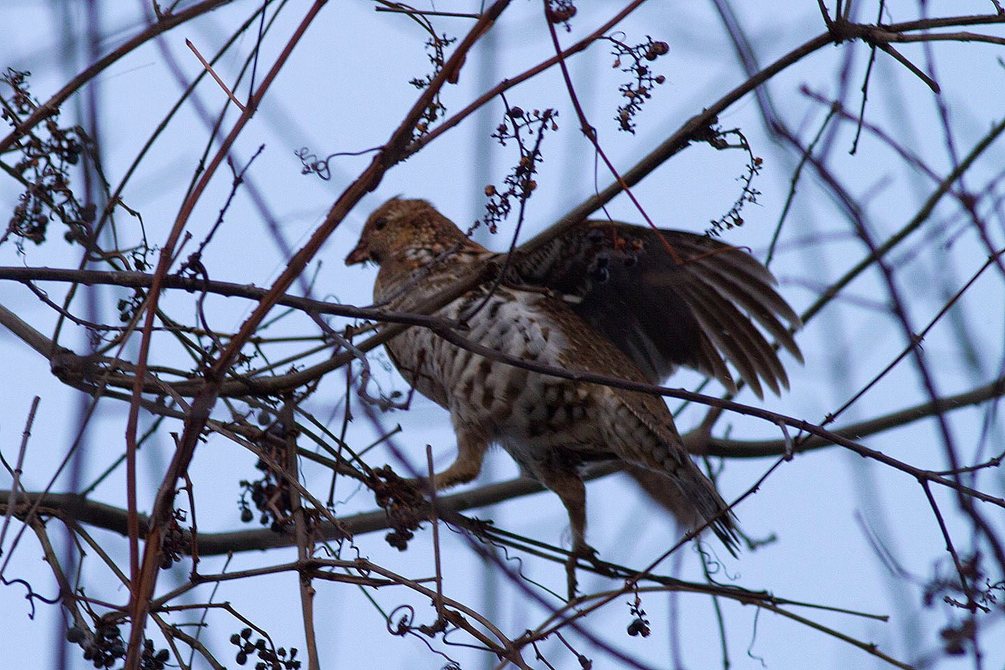 Ann Brokelman Photography: Ruffed Grouse - or as I wanted to call it A ...