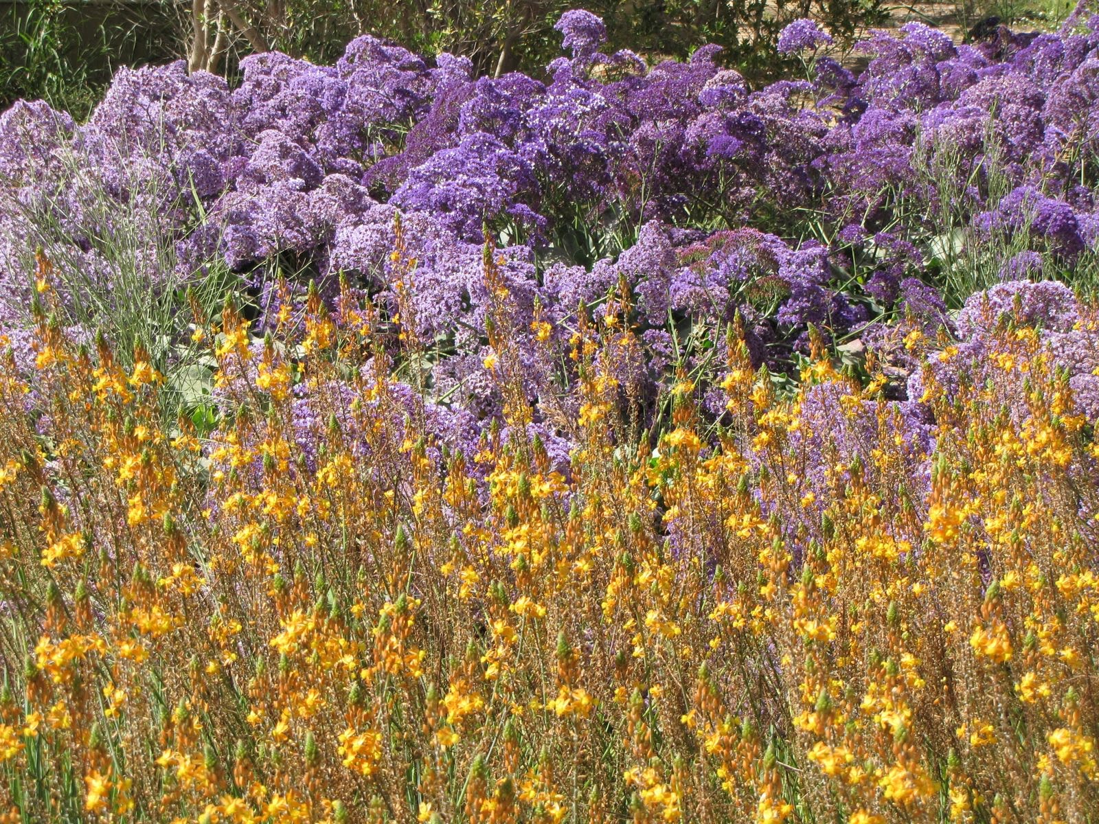 Henoch´s Christen-Zionisten Blog: Het Wonder van Jesaja 35 voor het ...