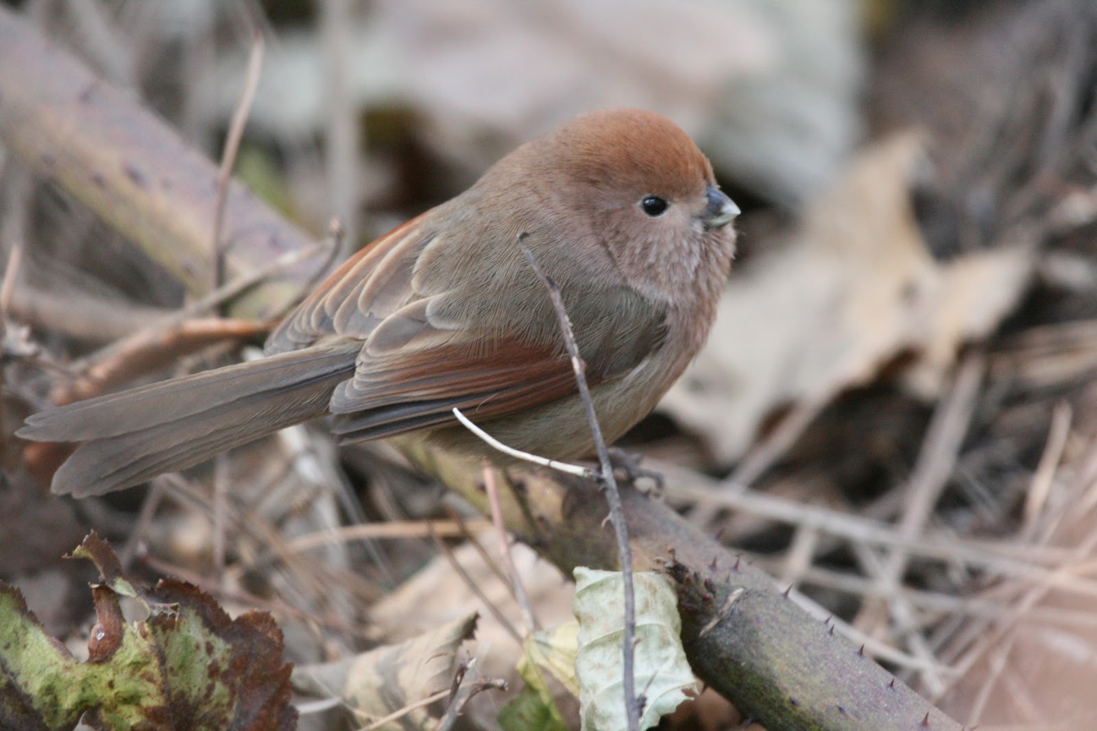 Snowy Owl Lost: Vinous-throated Parrotbill, January 12