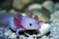 Musings of a Biologist and Dog Lover: Interesting Animals: Axolotl